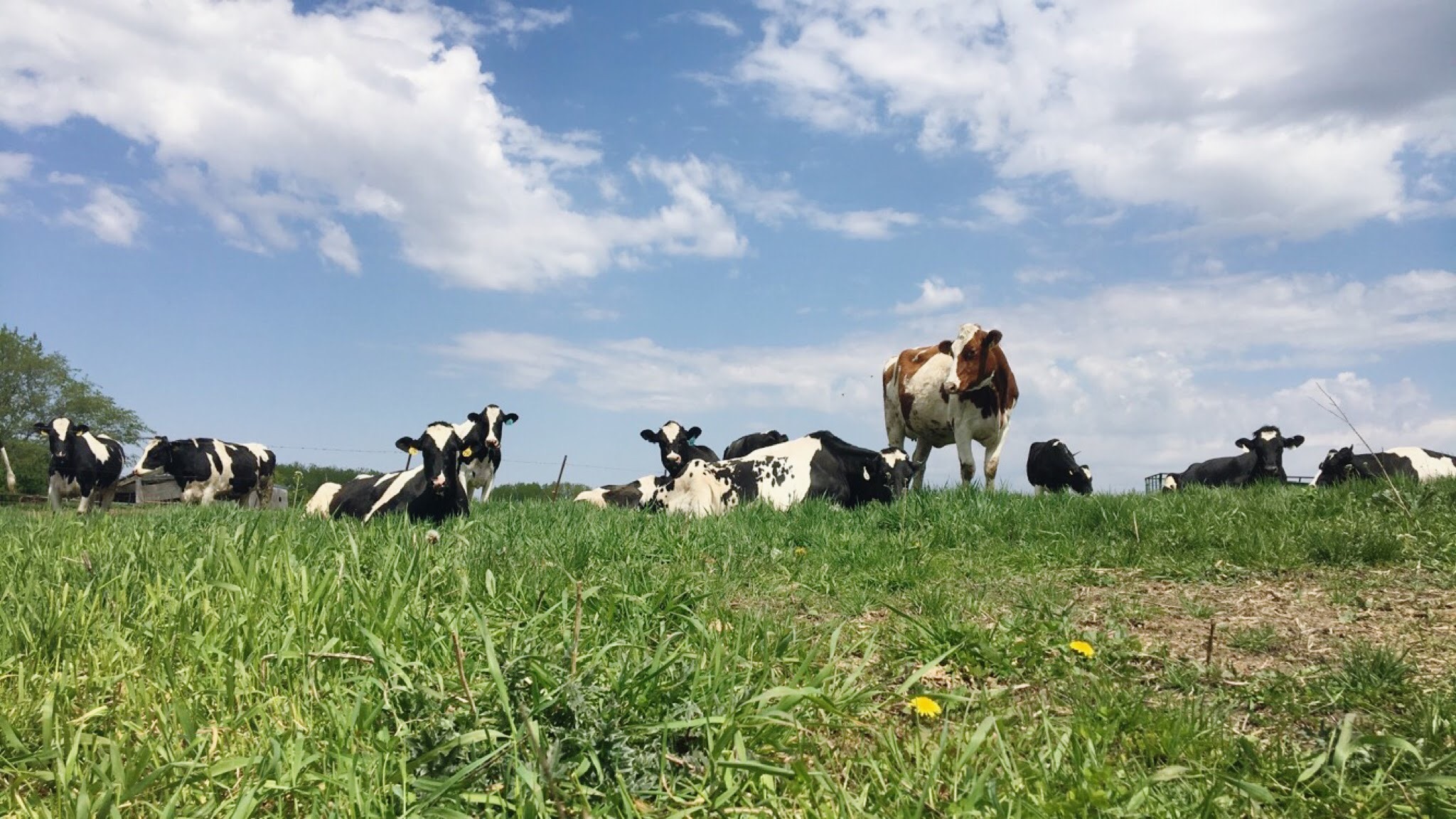Sharing Dairy's Sustainability Story - First District Association